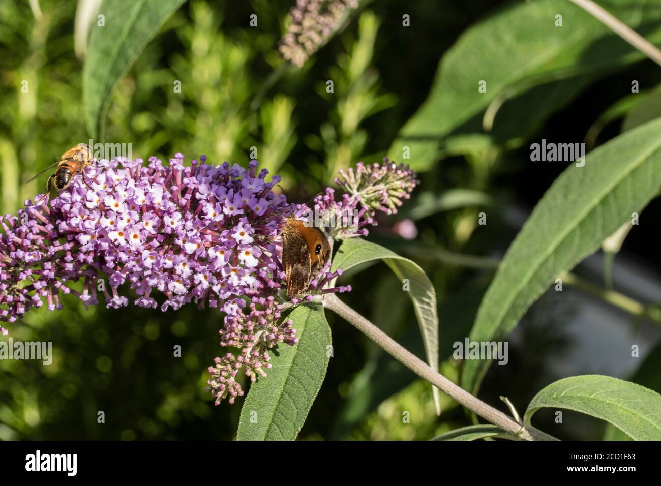 Buddleja flowering, with bee, natural close up in nature Stock Photo ...