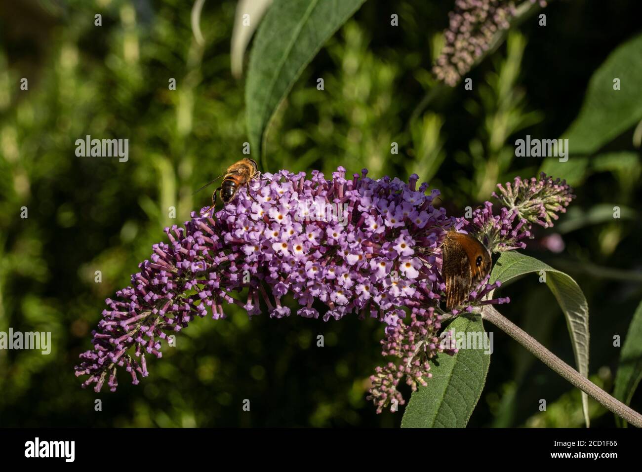 Buddleja flowering, with bee, natural close up in nature Stock Photo ...