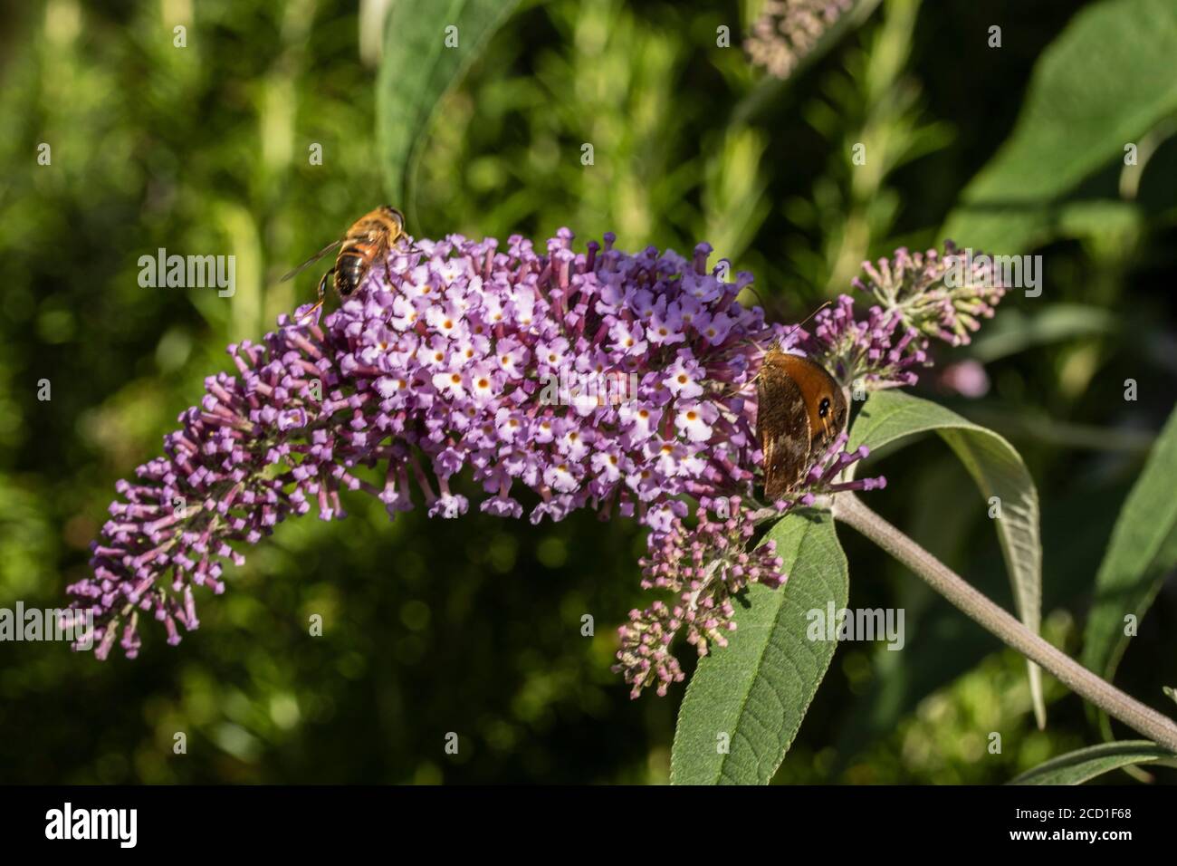 Adam buddle hi-res stock photography and images - Alamy