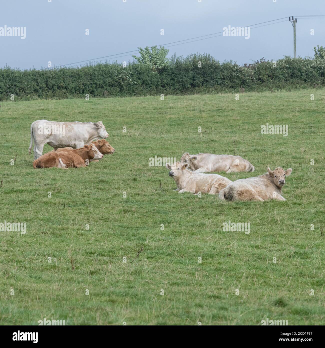 Square format. Cluster of young cows / cattle grazing in pasture. For ...