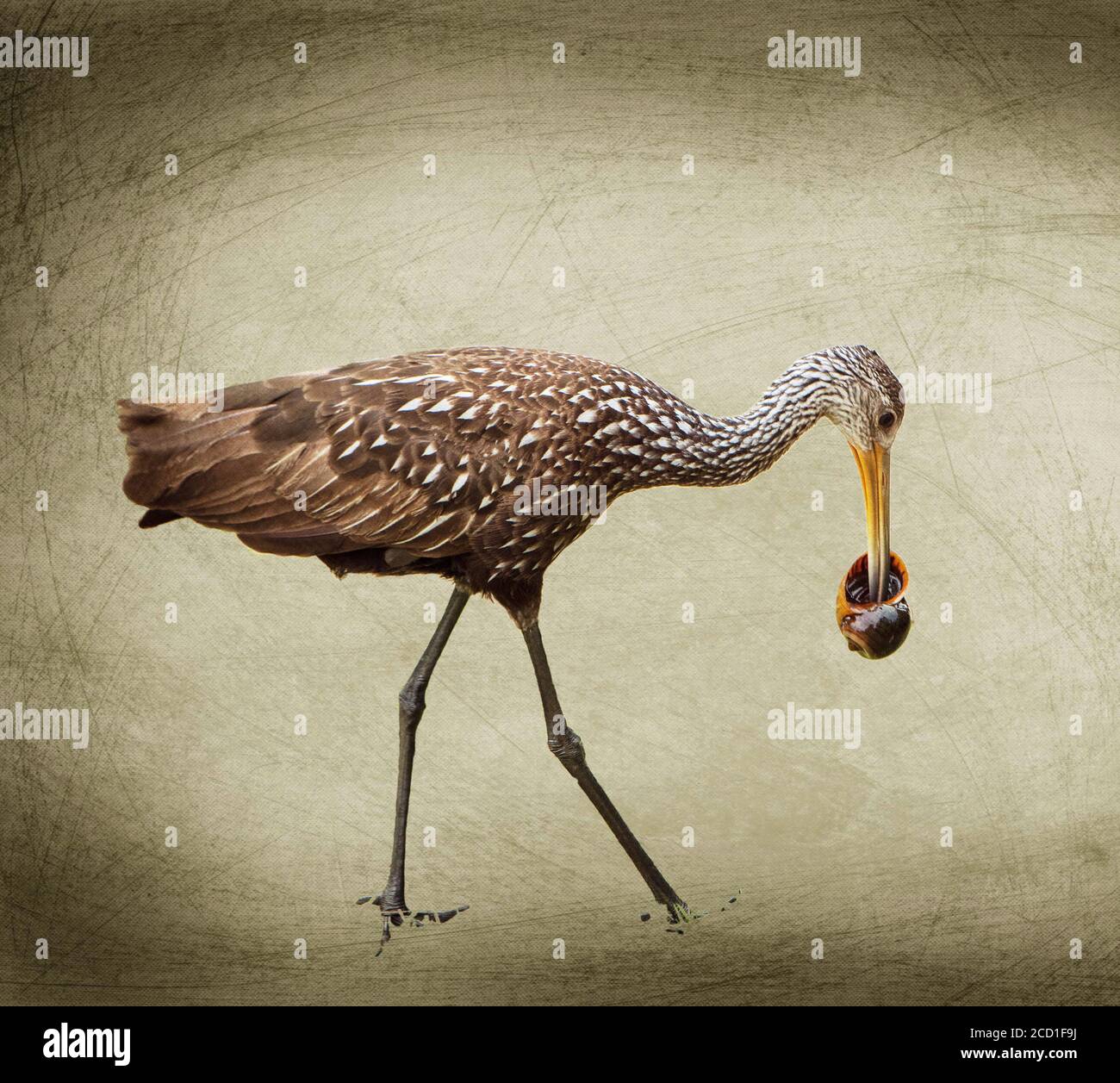 Sounds of snail hi-res stock photography and images - Alamy