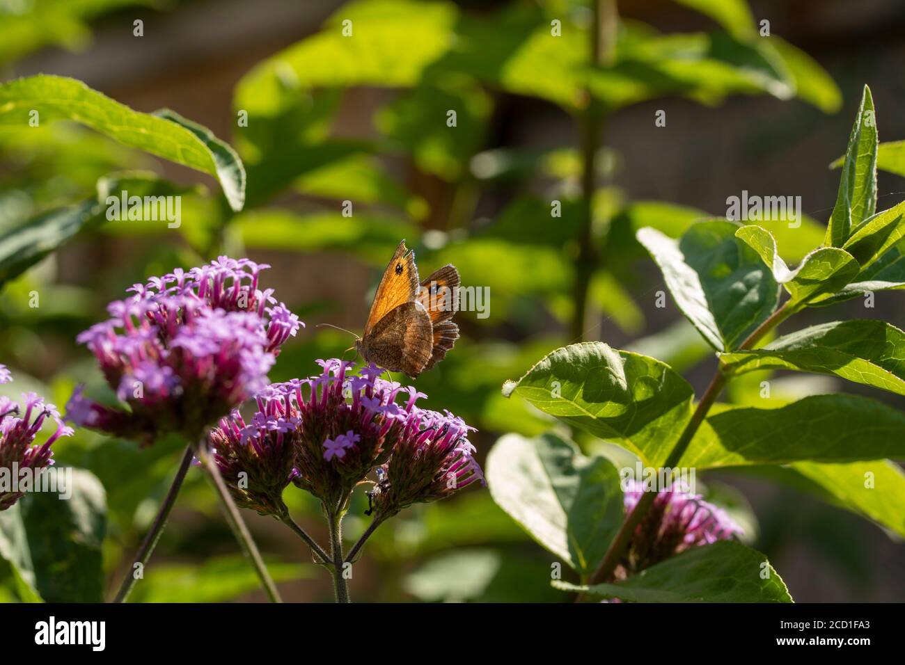 Verbena Bonariensis in a garden setting in bright sunshine Stock Photo ...