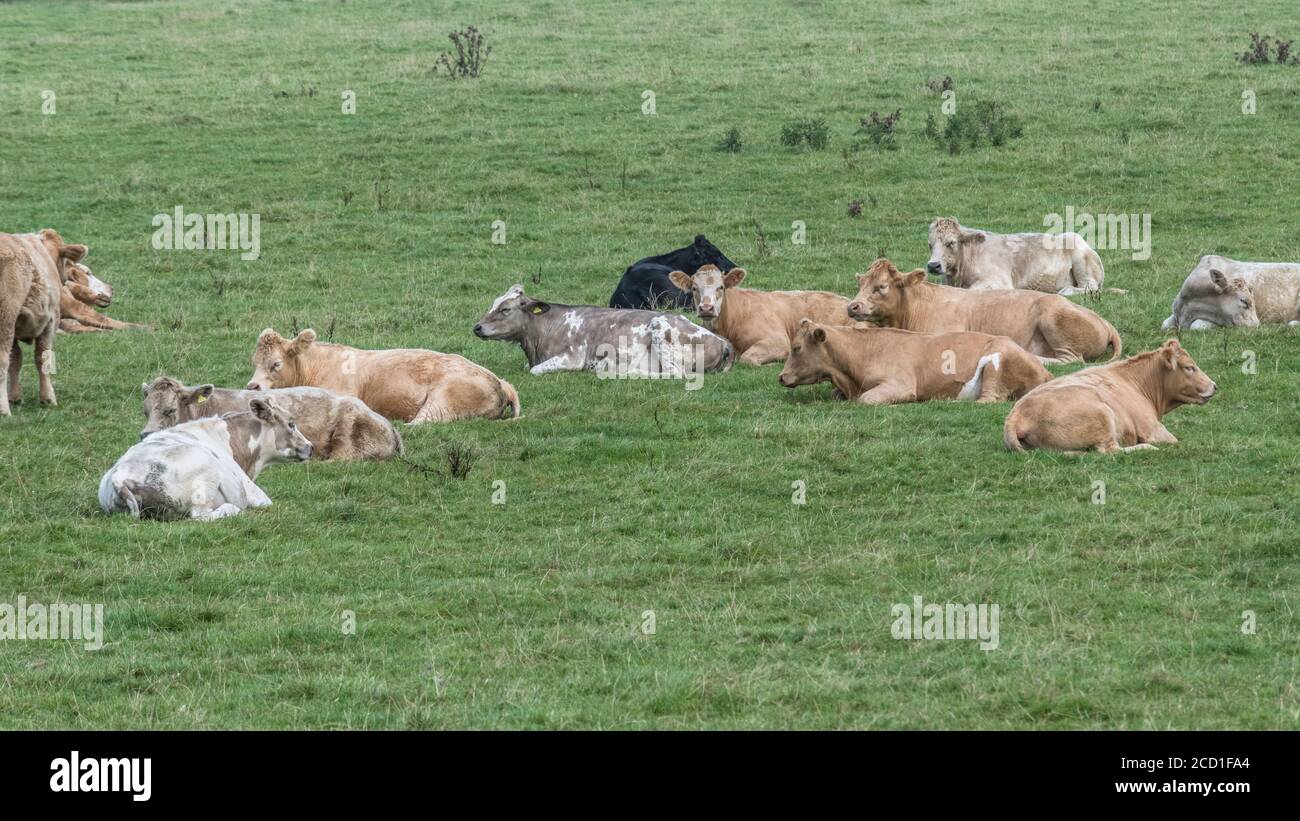 Field 16:9 format. Various cows / cattle grazing in pasture. Metaphor ...
