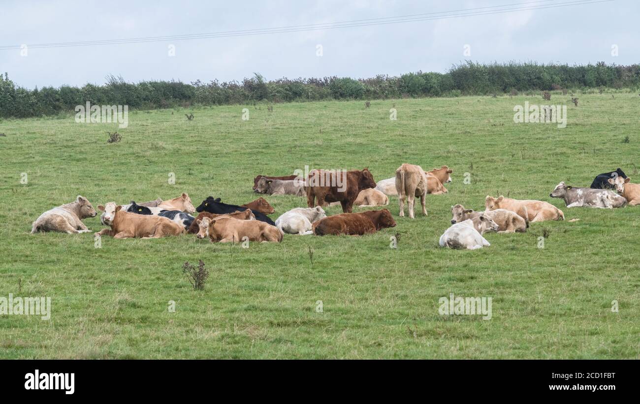 Field 16:9 format. Various cows / cattle grazing in pasture. Metaphor ...