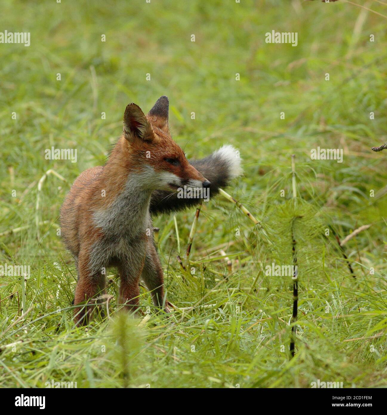 Red Fox Cub Stock Photo - Alamy
