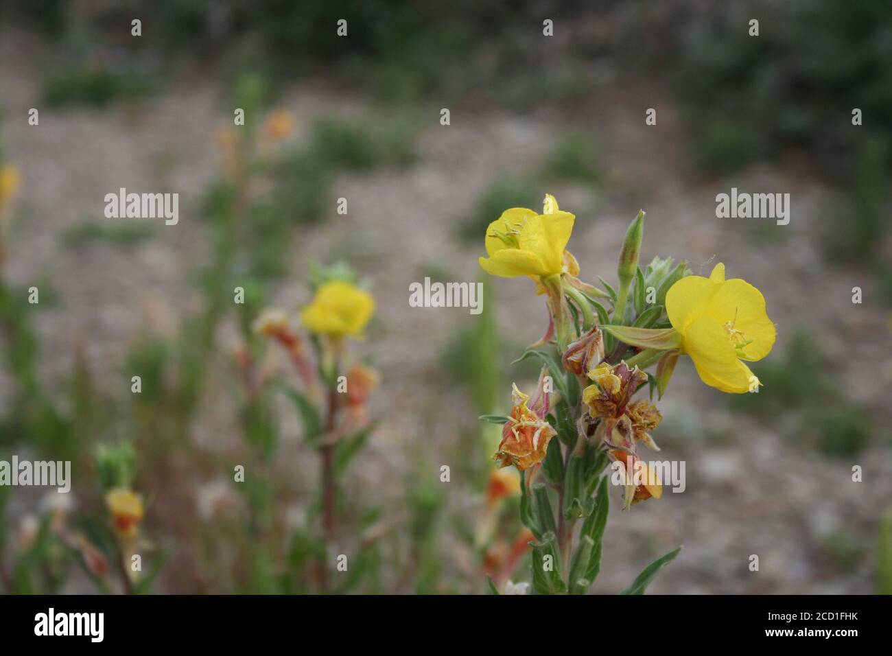 Evening primrose on the banks of Eleven Mile Reservoir in CO Stock ...