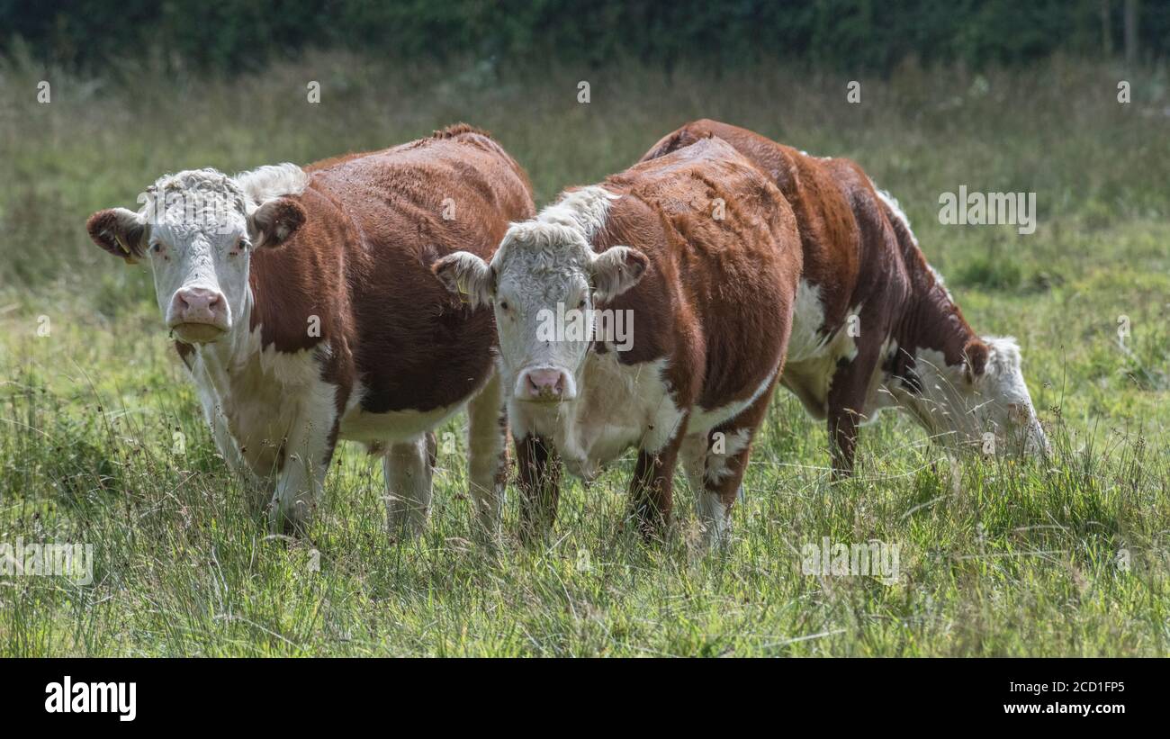 Field 16:9 format. Hereford cattle grazing in pasture. For UK livestock ...