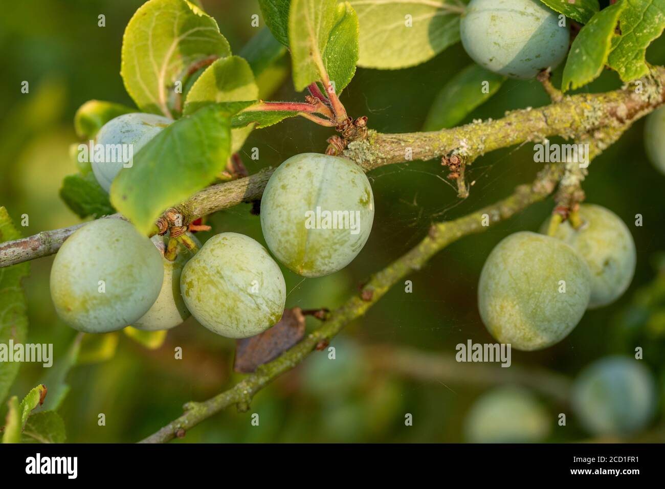 Green Damsons bunched on a shrub growing wild Stock Photo - Alamy