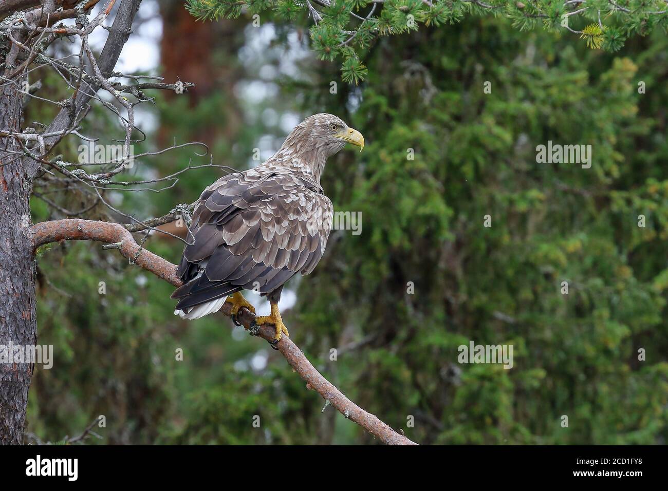 White tailed eagle flies hi-res stock photography and images - Alamy