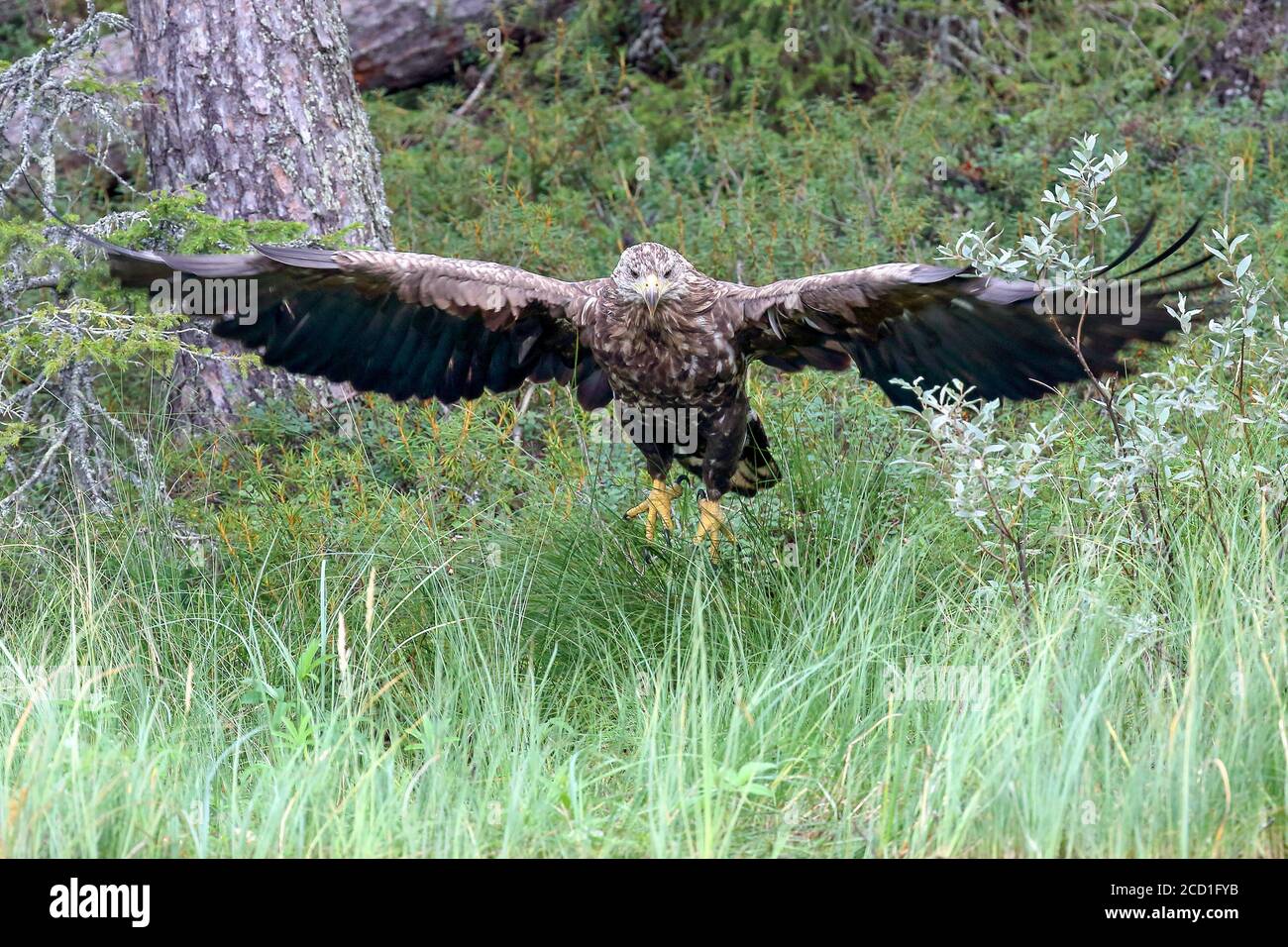White tailed eagle flies hi-res stock photography and images - Alamy