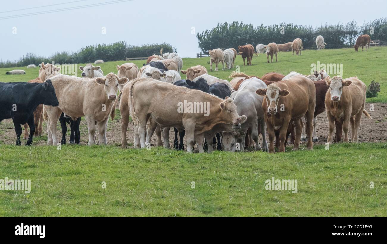 The secret life of cows hi-res stock photography and images - Alamy
