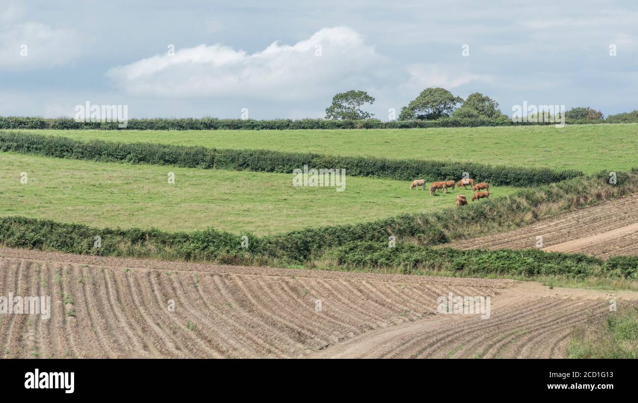 Cattle farming uk landscape hi-res stock photography and images - Alamy