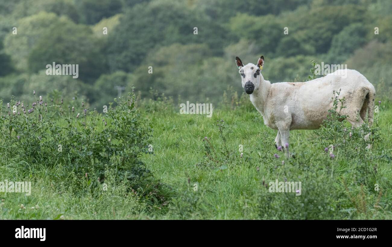 Field 16:9 format. Single sheep looking at camera. For sheep farming UK ...