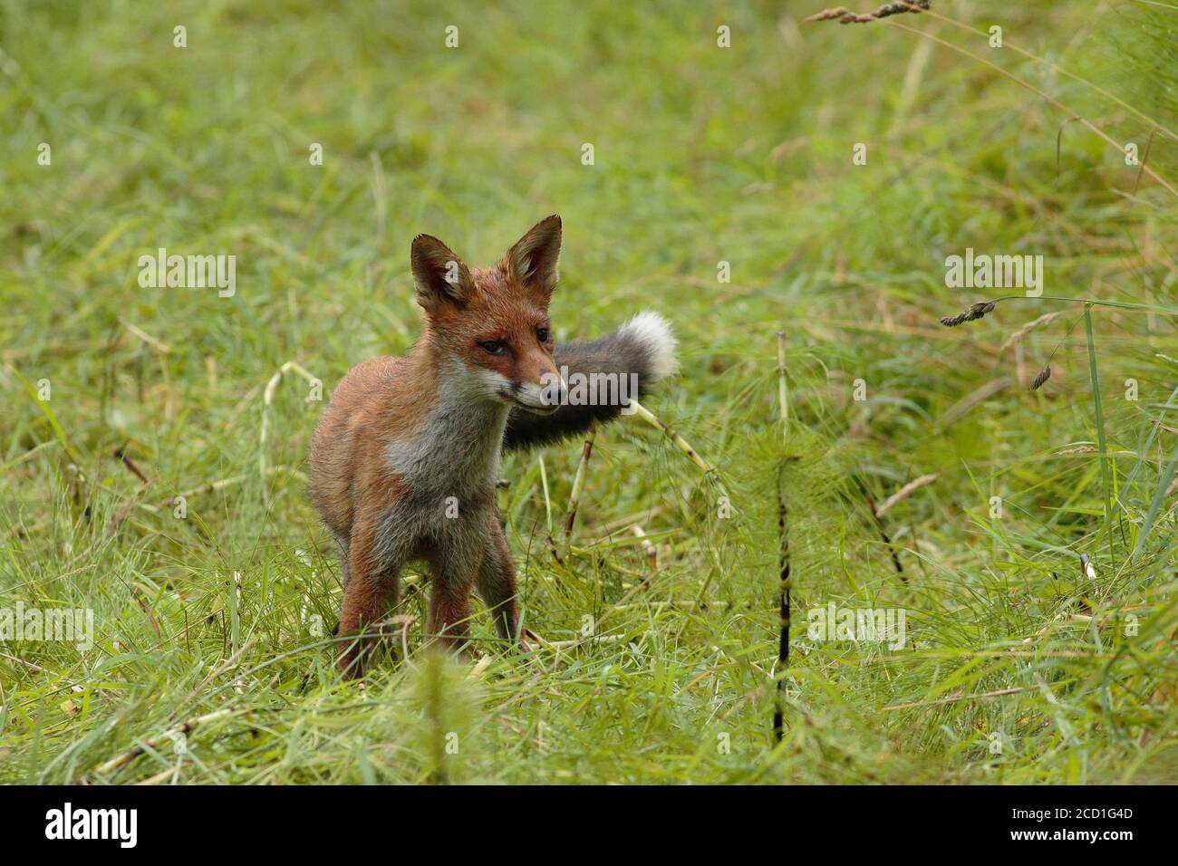 Red Fox Cub Stock Photo - Alamy