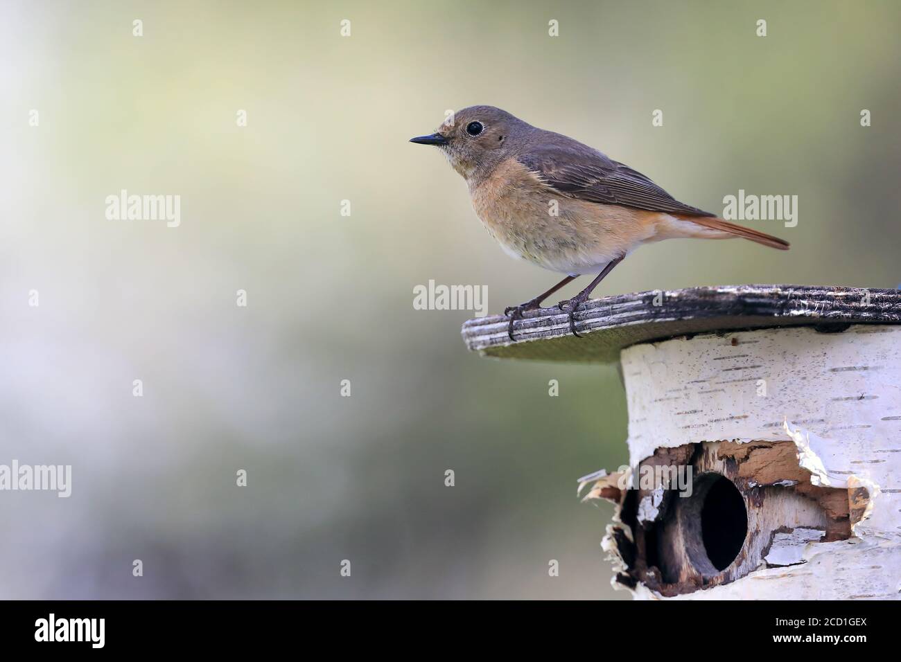 Redstart bird nesting hi-res stock photography and images - Alamy