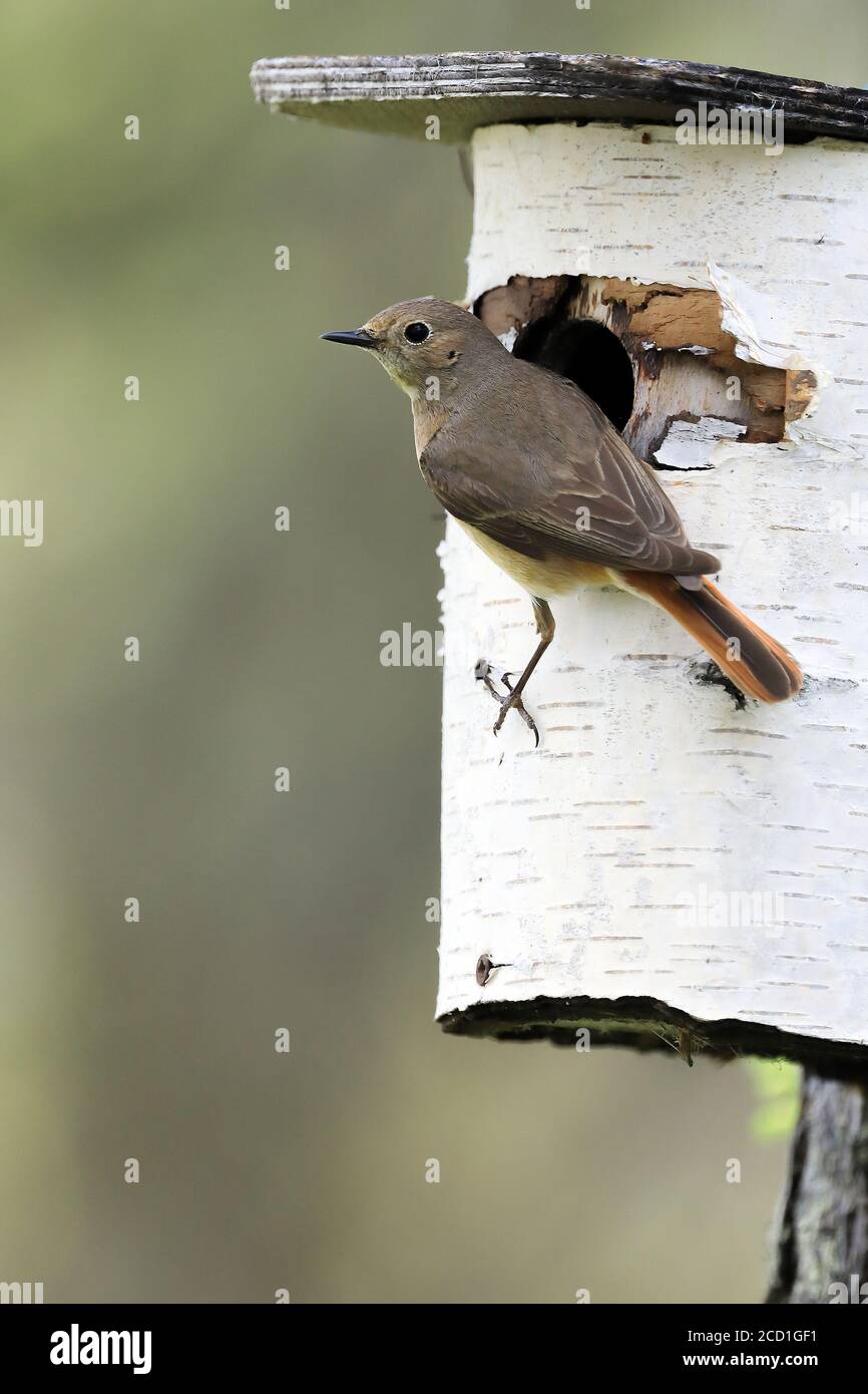 Redstart bird nesting hi-res stock photography and images - Alamy