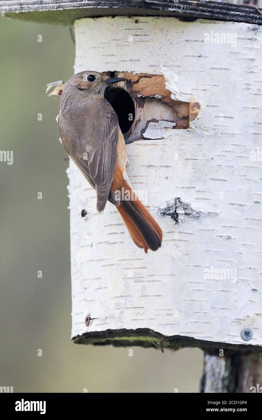 Redstart bird nesting hi-res stock photography and images - Alamy