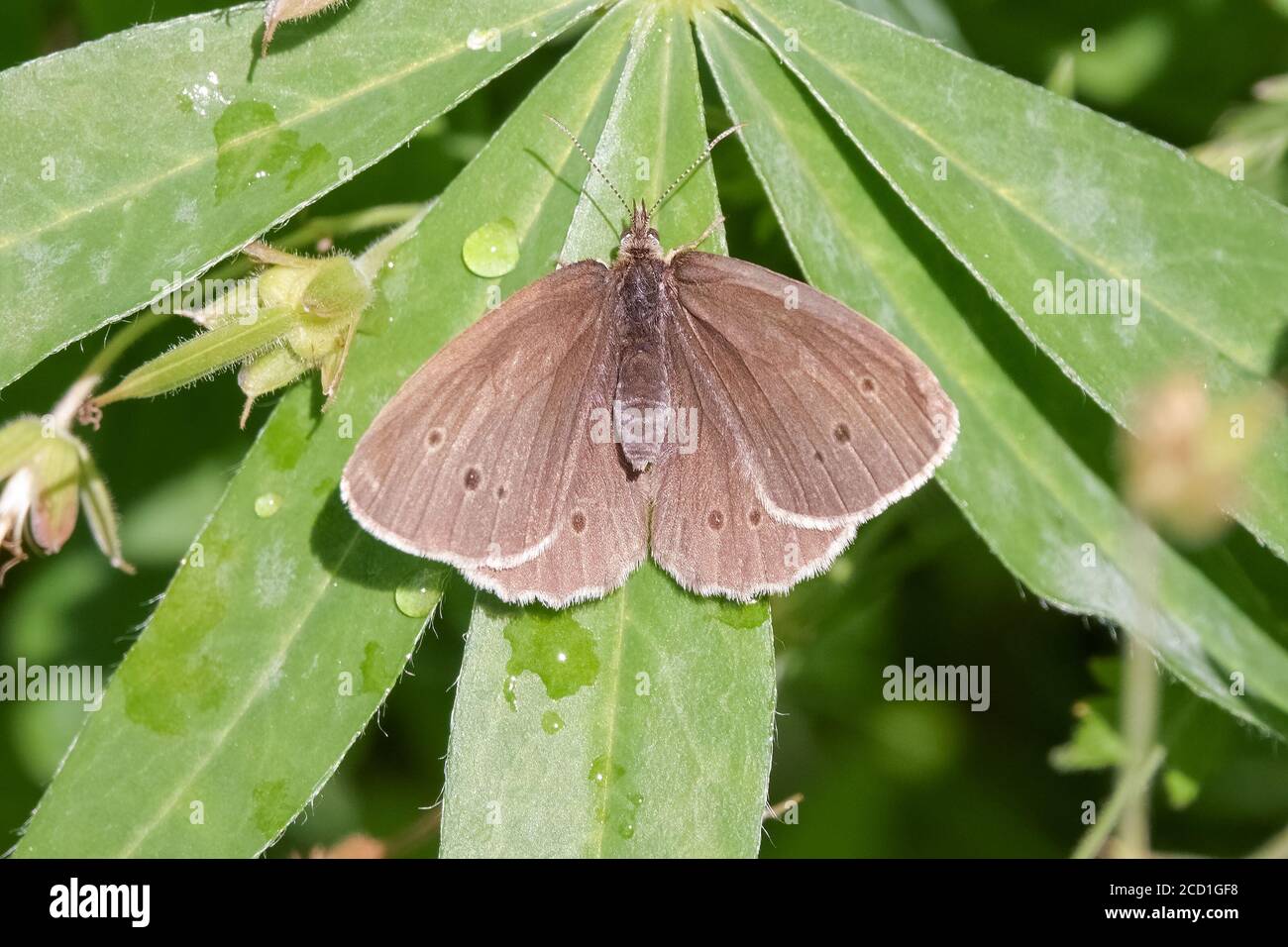 Butterflies of russia hi-res stock photography and images - Alamy