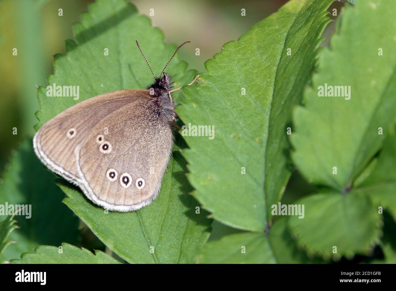 Butterflies of russia hi-res stock photography and images - Alamy