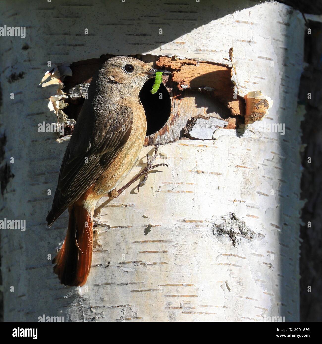 Redstart bird nesting hi-res stock photography and images - Alamy