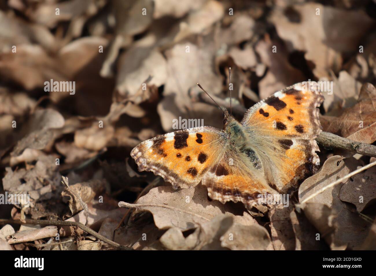 Fall butterfly hi-res stock photography and images - Alamy