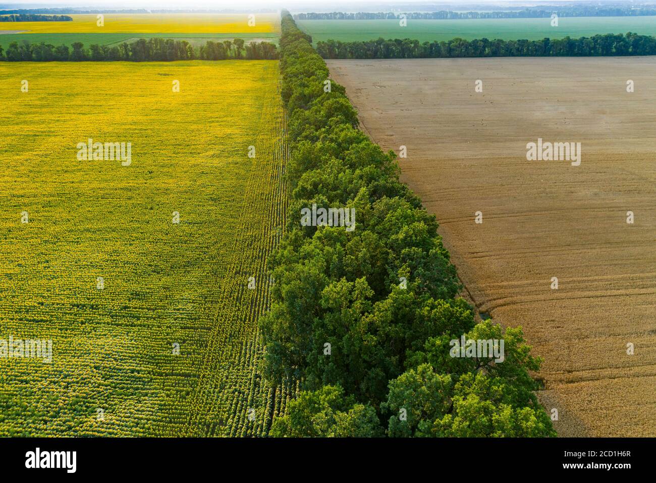 Aerial Flying over Blooming yellow sunflowers field with blue cloudless ...