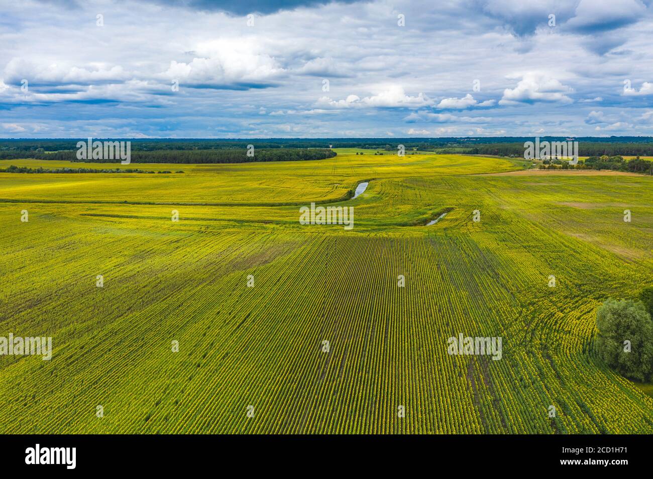 Aerial Flying over Blooming yellow sunflowers field with blue cloudless ...