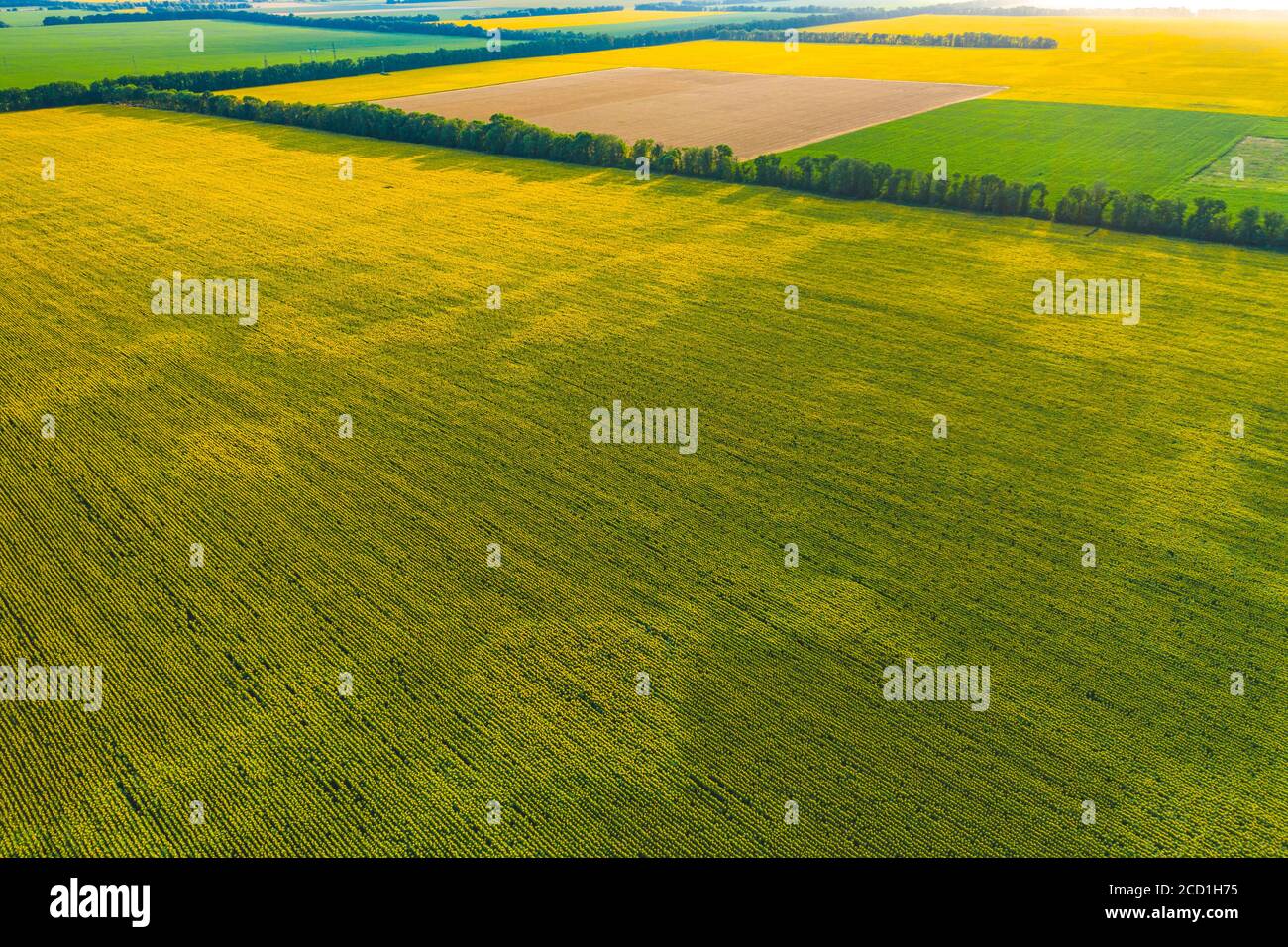 Aerial Flying over Blooming yellow sunflowers field with blue cloudless ...
