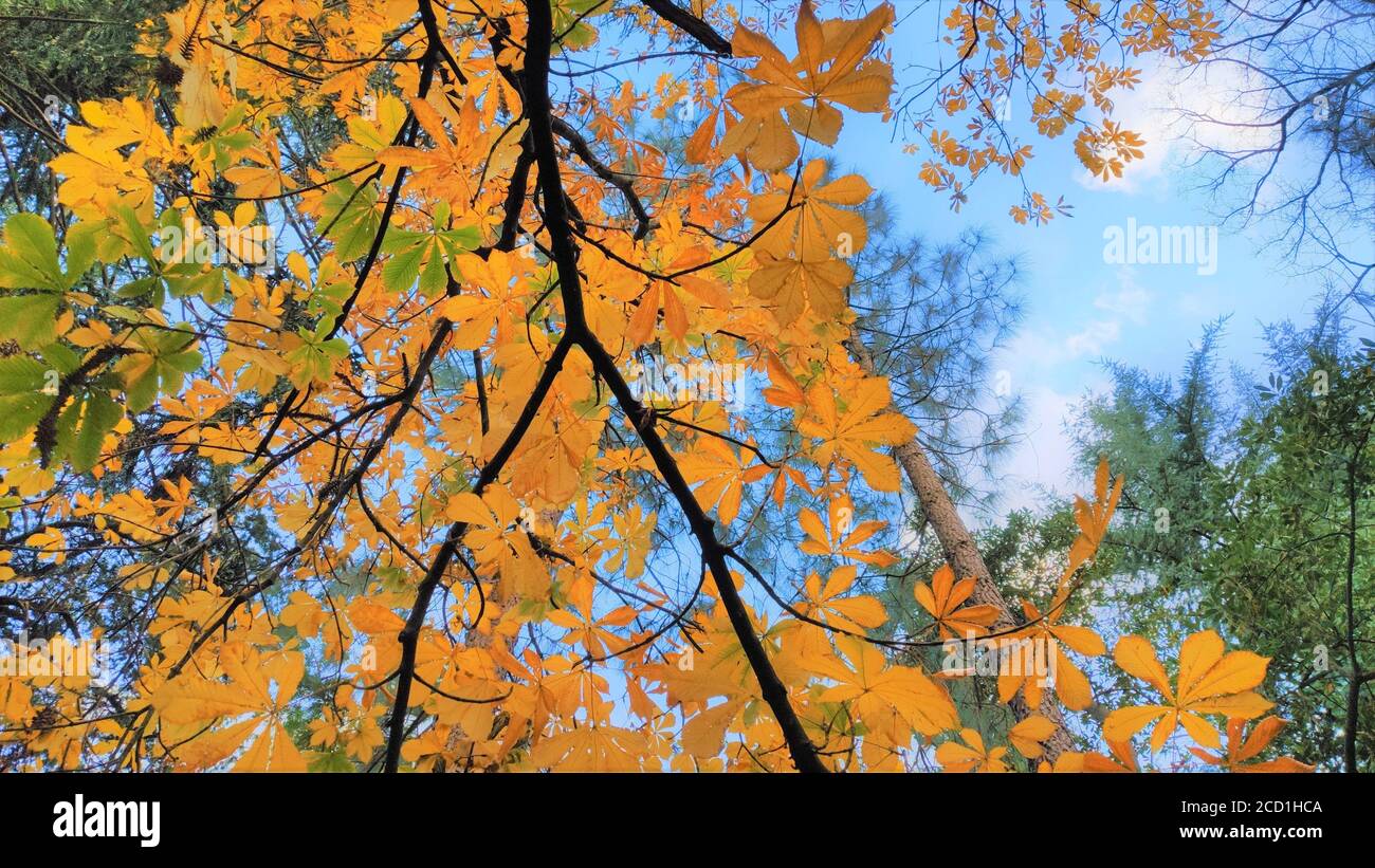 Swinging leaves hi-res stock photography and images - Alamy