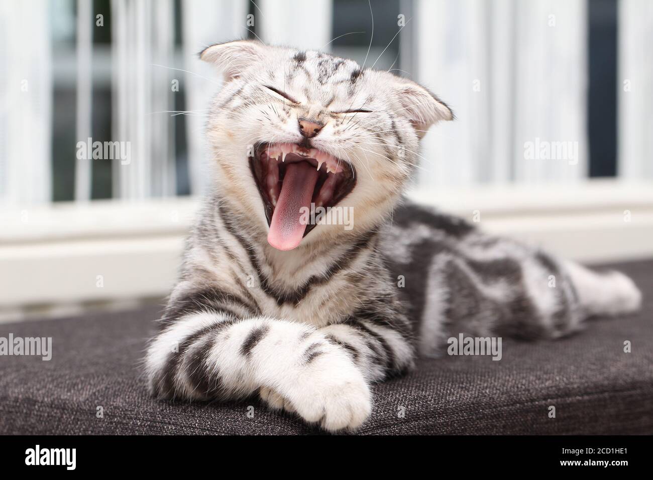 Closeup shot of a yawning cat lying on a sofa Stock Photo - Alamy