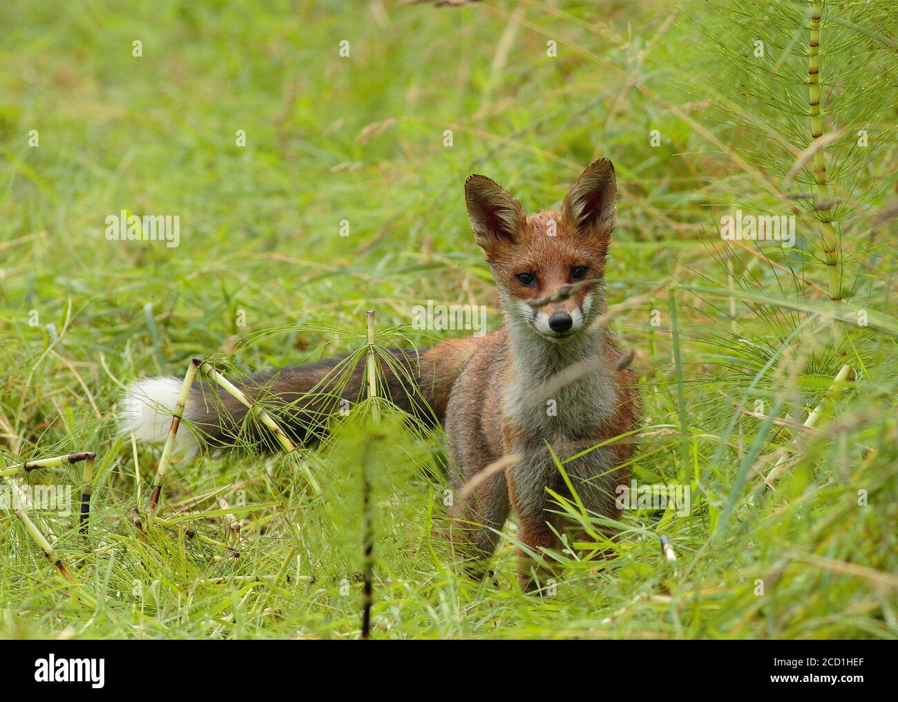 Red Fox Cub Stock Photo - Alamy