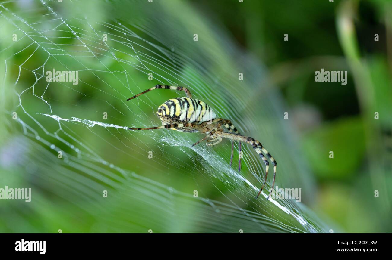 Argiope bruennichi, a tiger spider with red and yellow stripes on the ...