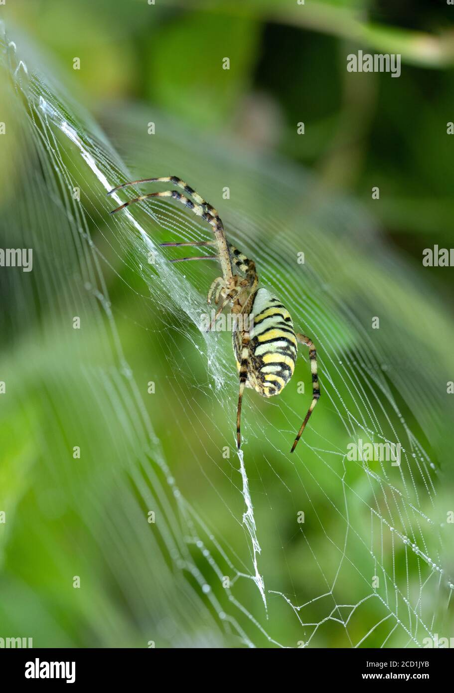 Argiope bruennichi, a tiger spider with red and yellow stripes on the ...