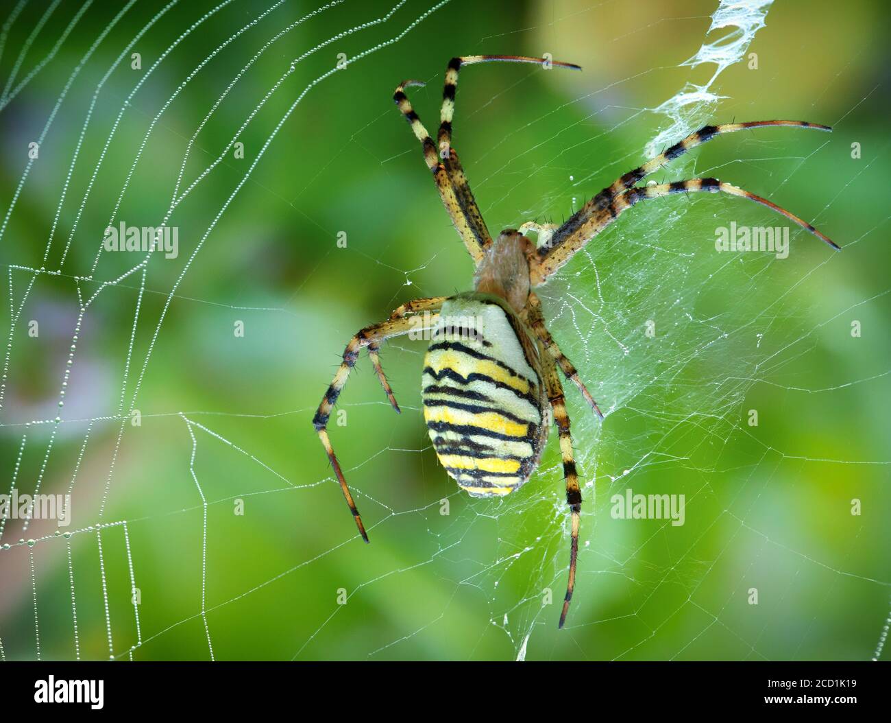 Argiope bruennichi, a tiger spider with red and yellow stripes on the ...