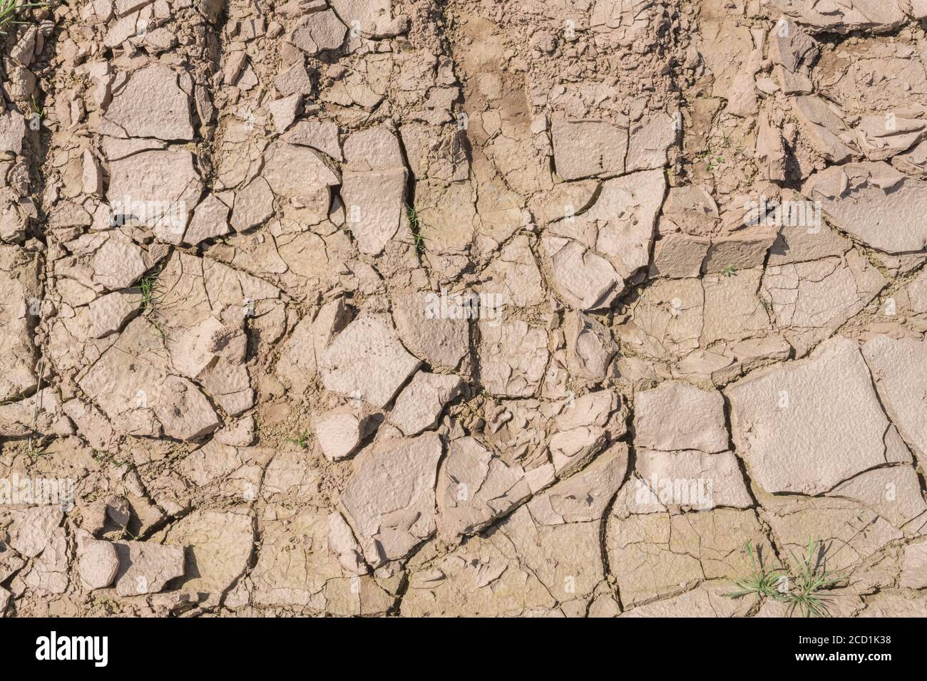 Soil crusting in field showing cracks as mud dries out & moisture ...
