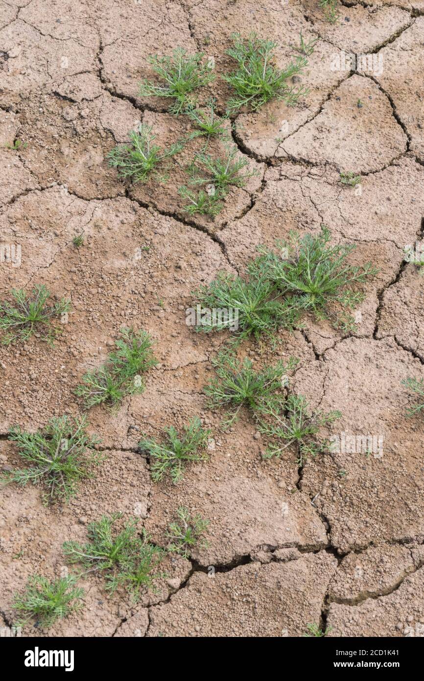 Silt-formed field soil crust cracking with lack of water. For UK ...