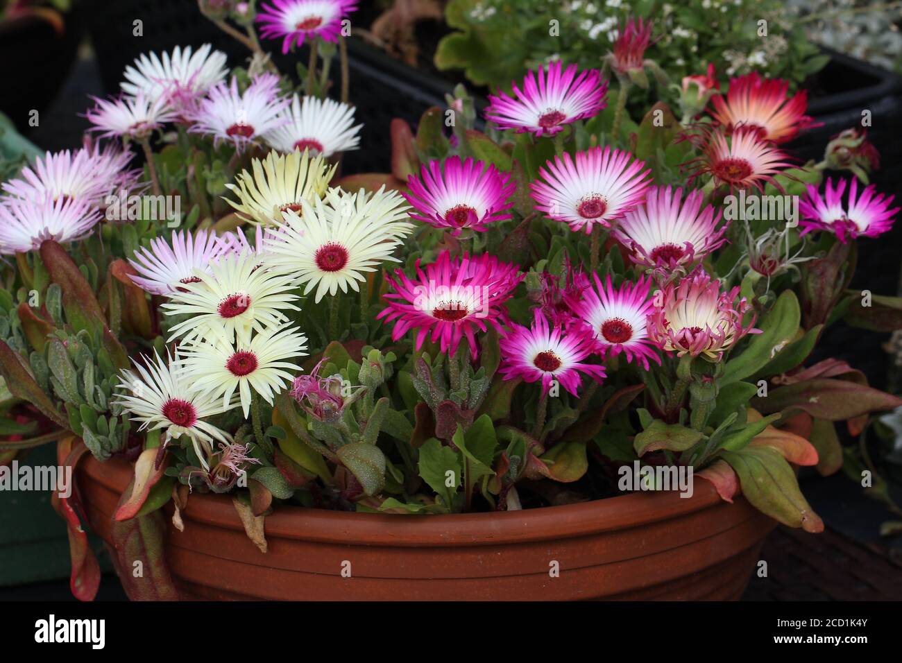 Vygies High Resolution Stock Photography and Images - Alamy