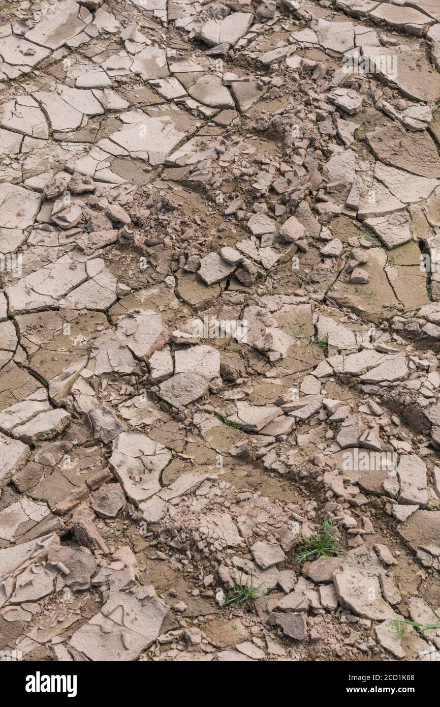 Soil crusting in field showing cracks as mud dries out & moisture ...