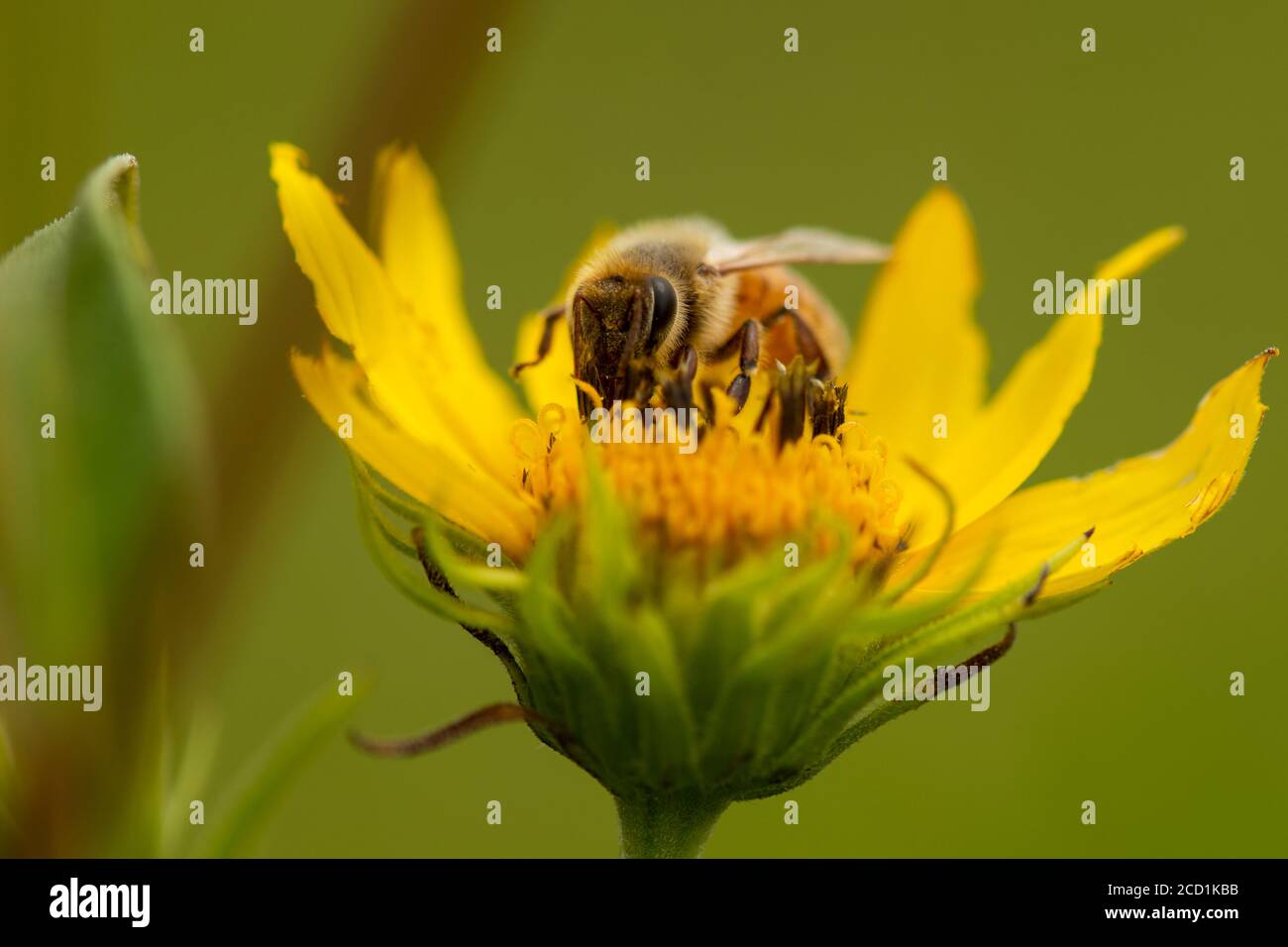 Pollin hi-res stock photography and images - Alamy