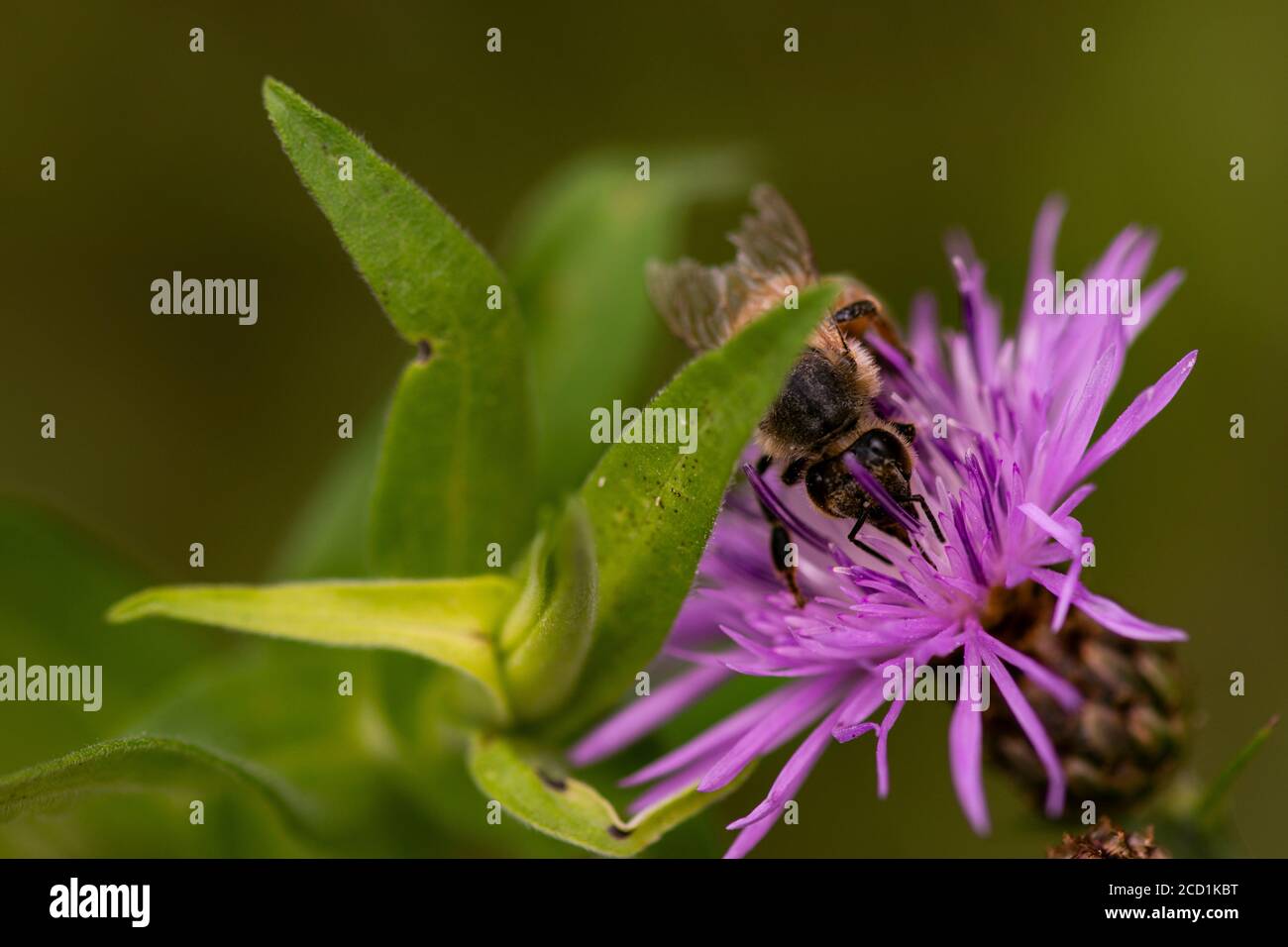 Pollin hi-res stock photography and images - Alamy