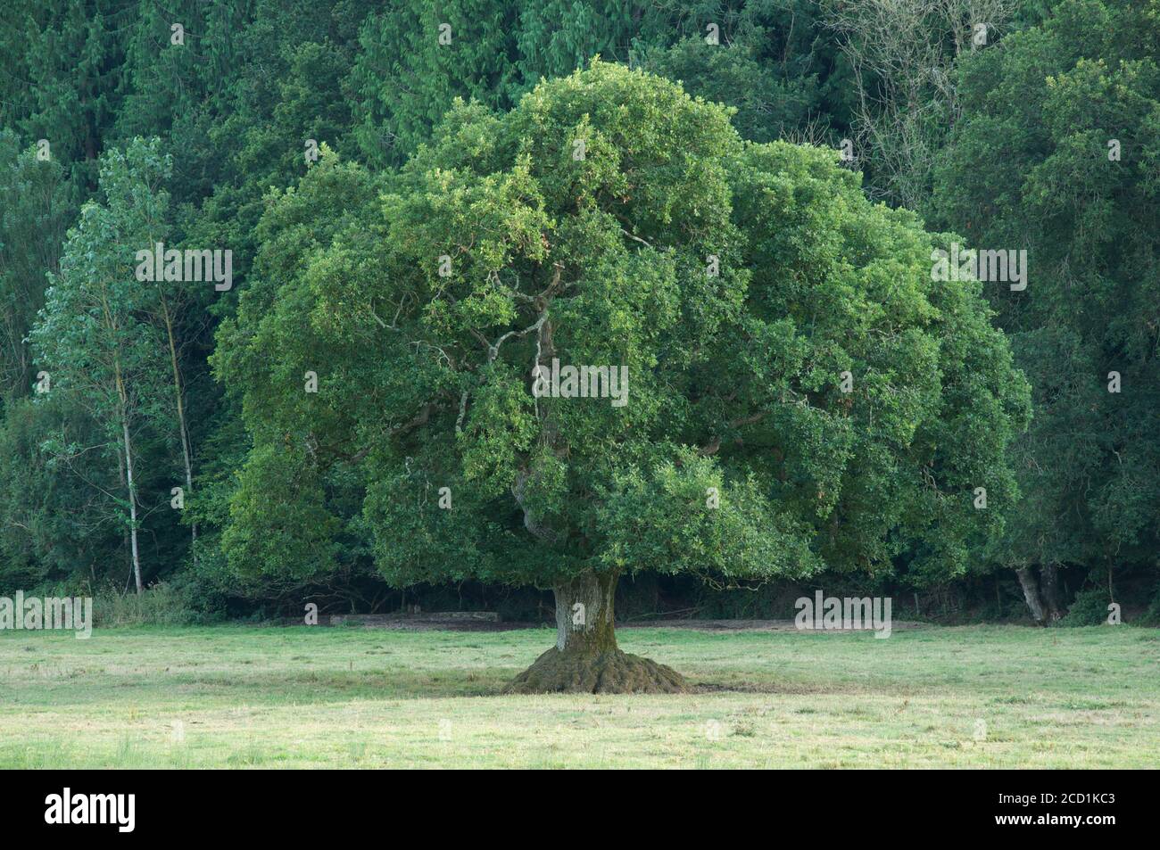 An English Oak (Quercus robur), the most common tree species in the UK ...