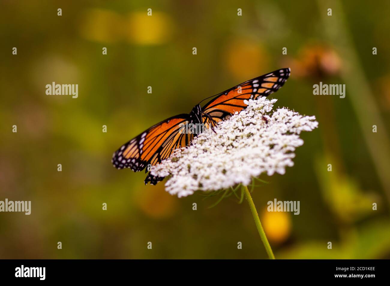 A Monarch Butterfly (Danaus plexippus) perched on a wild flower Stock ...