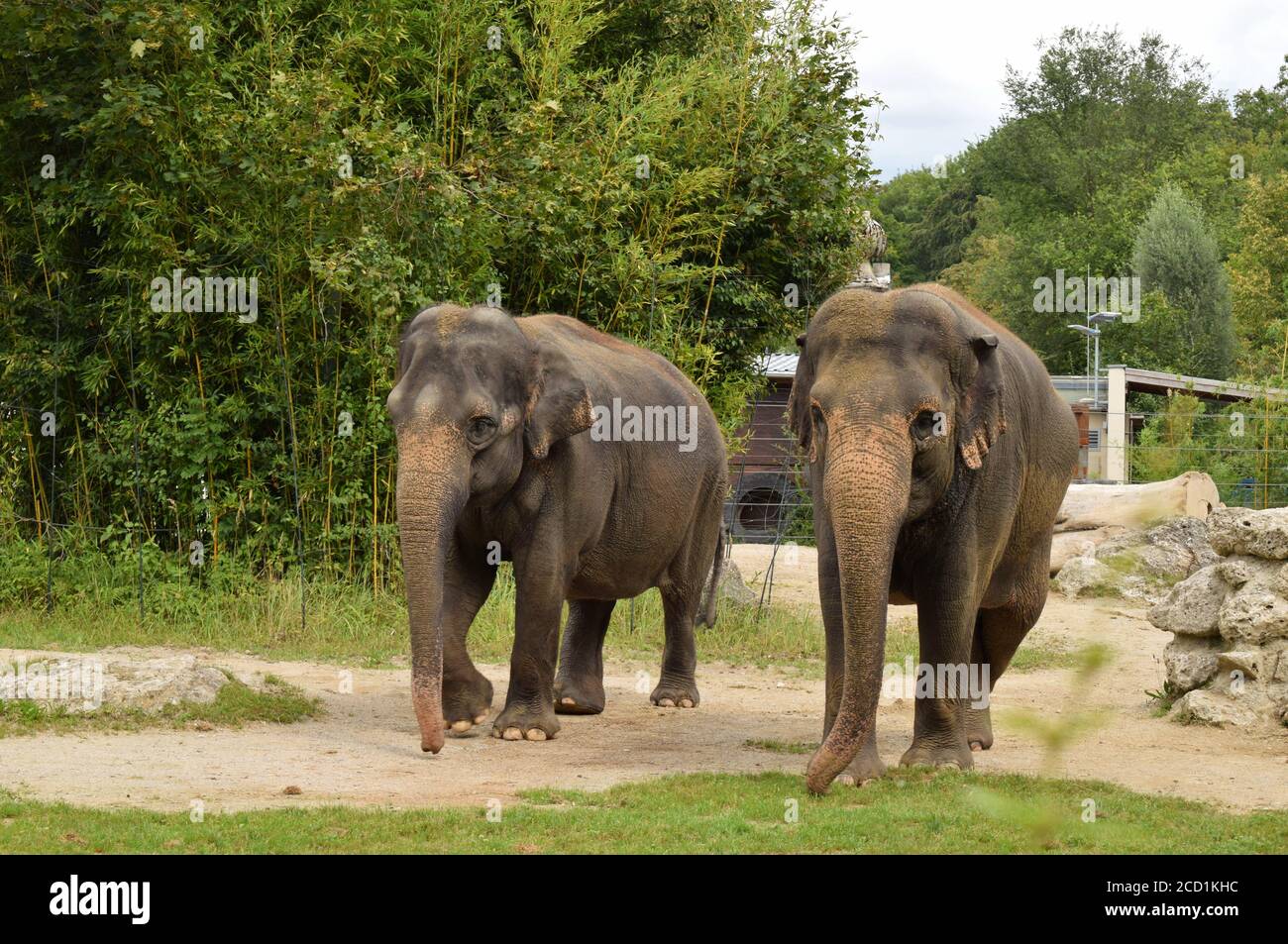 Two Elephants in Tierpark Helabrun, Munich Zoo, Germany on august 23 ...