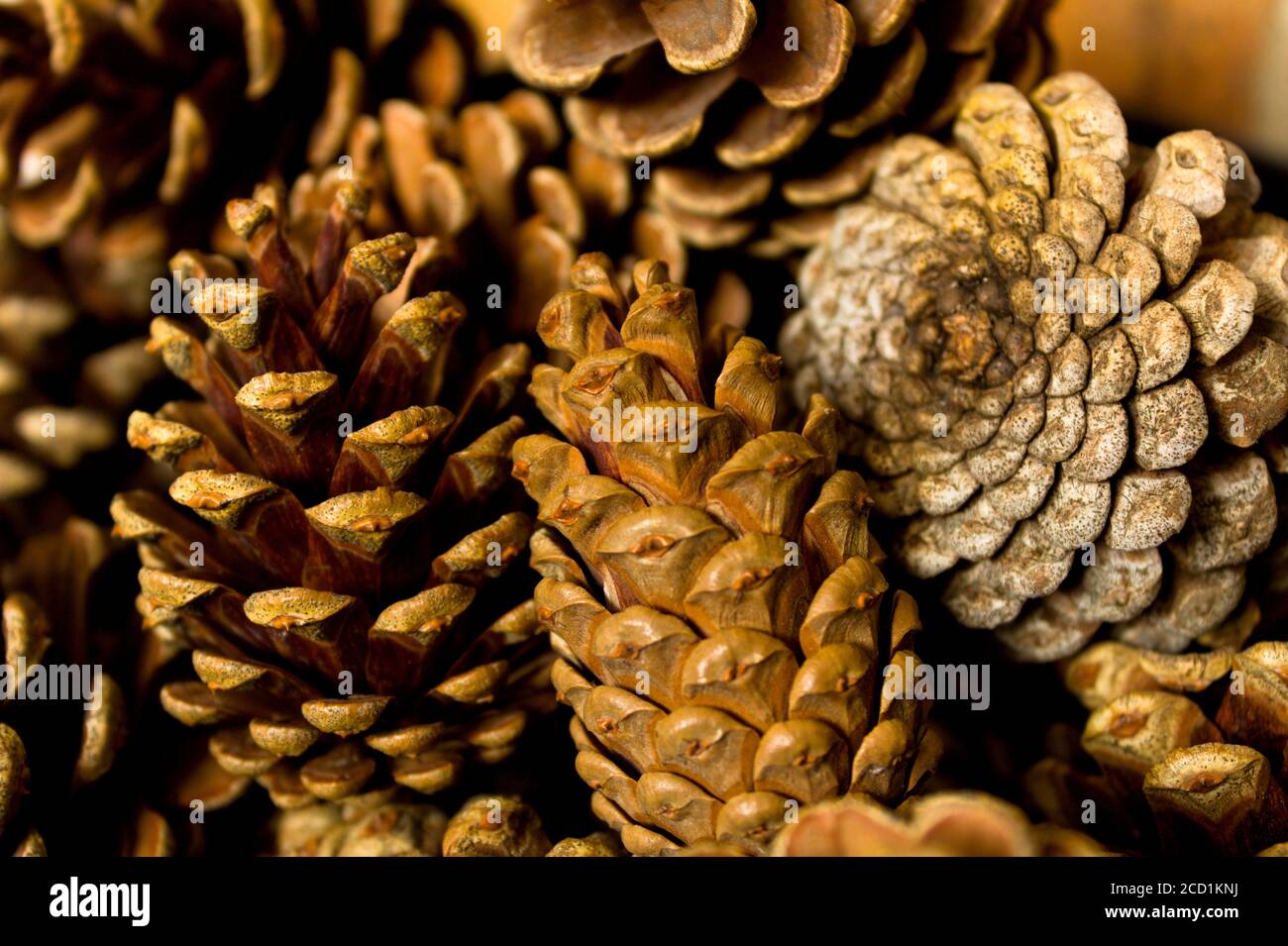 Pine cone icon hi-res stock photography and images - Alamy