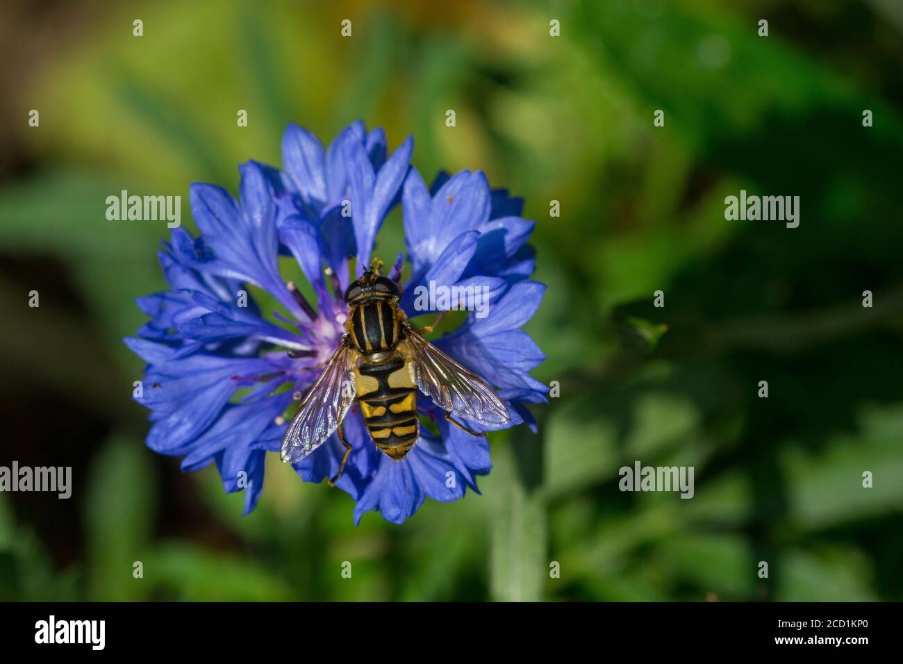 British hoverflies hi-res stock photography and images - Alamy