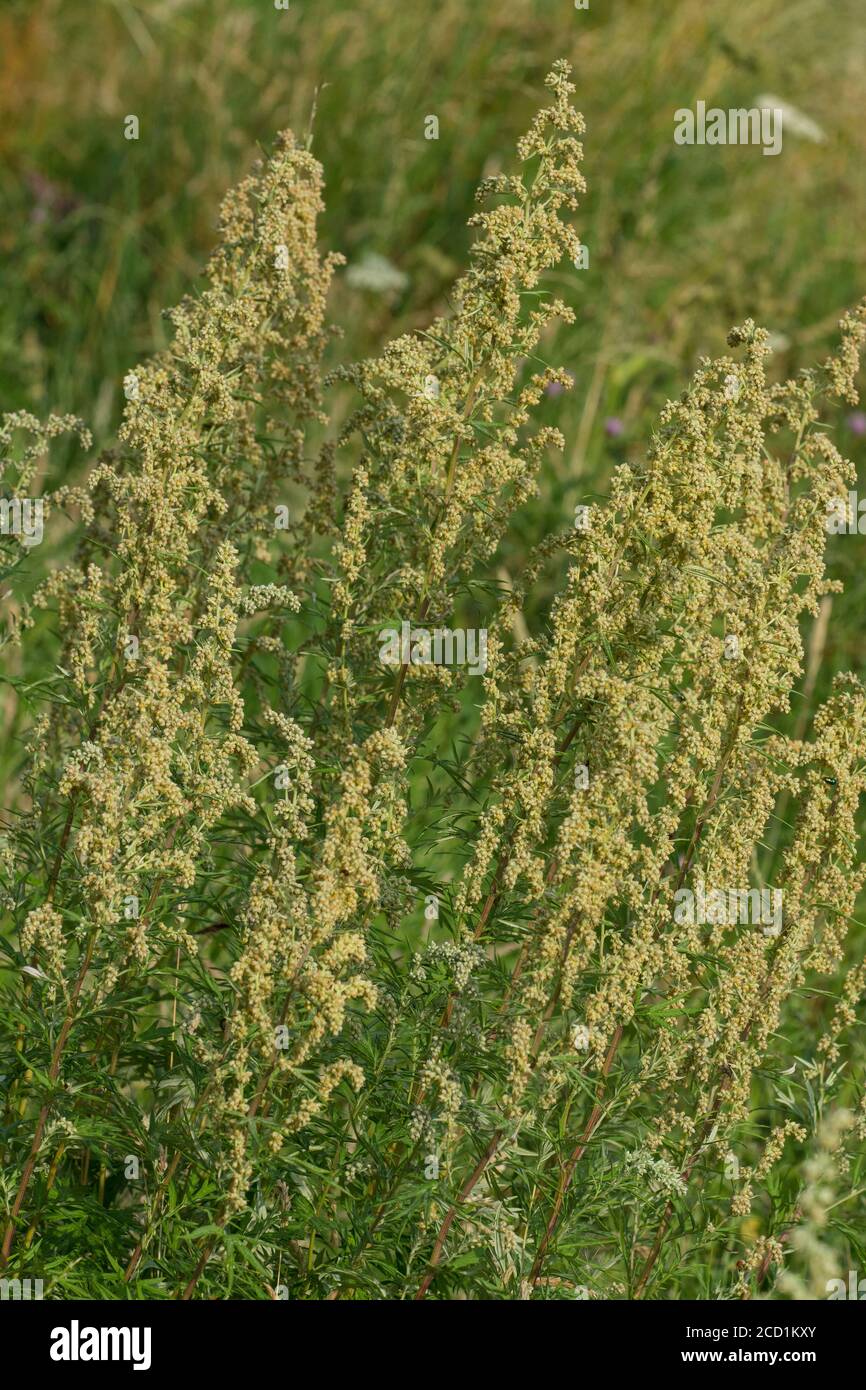 Common wormwood hi-res stock photography and images - Alamy