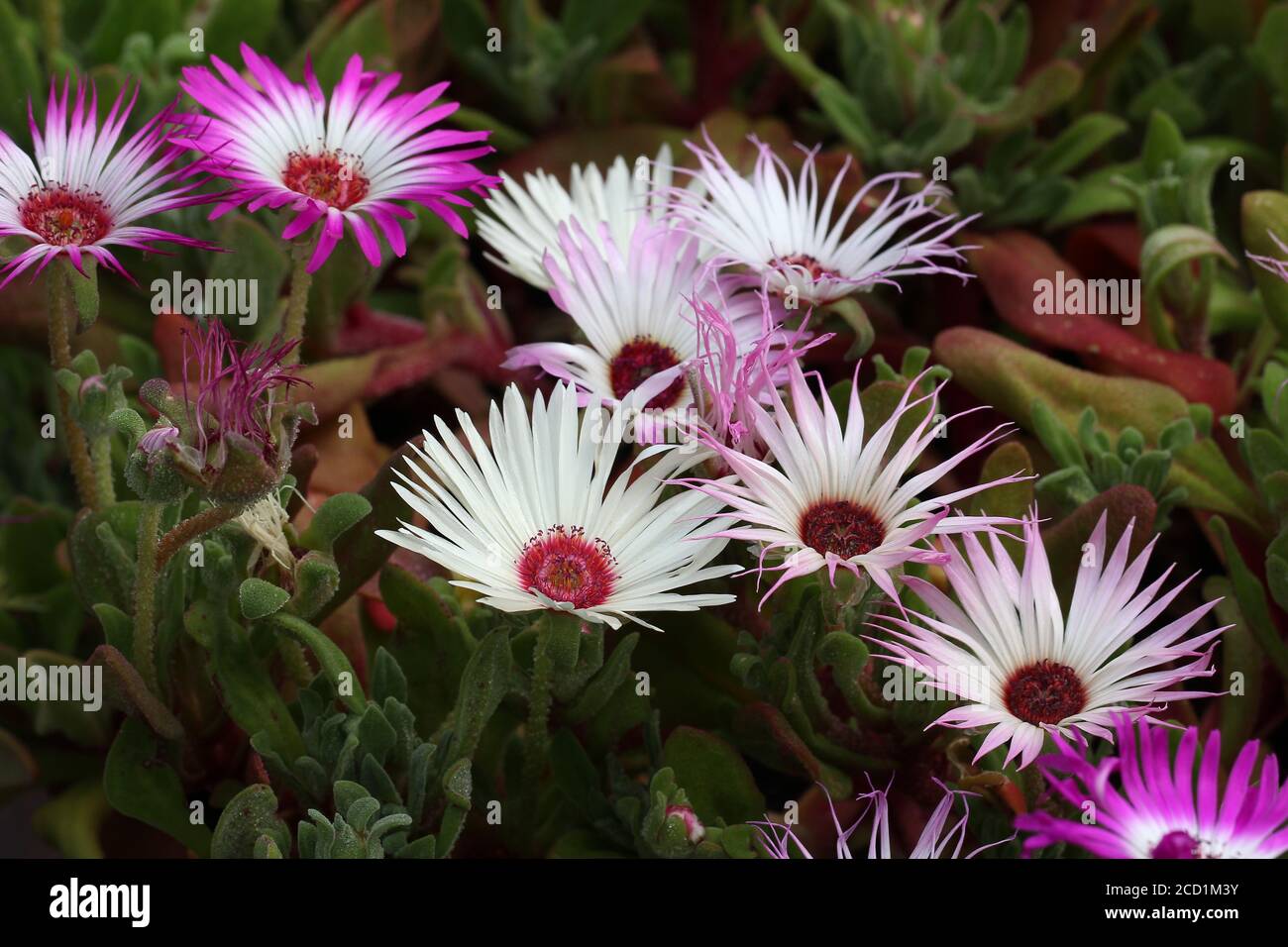 Closeup of Dorotheanthus flowers in a garden Stock Photo - Alamy