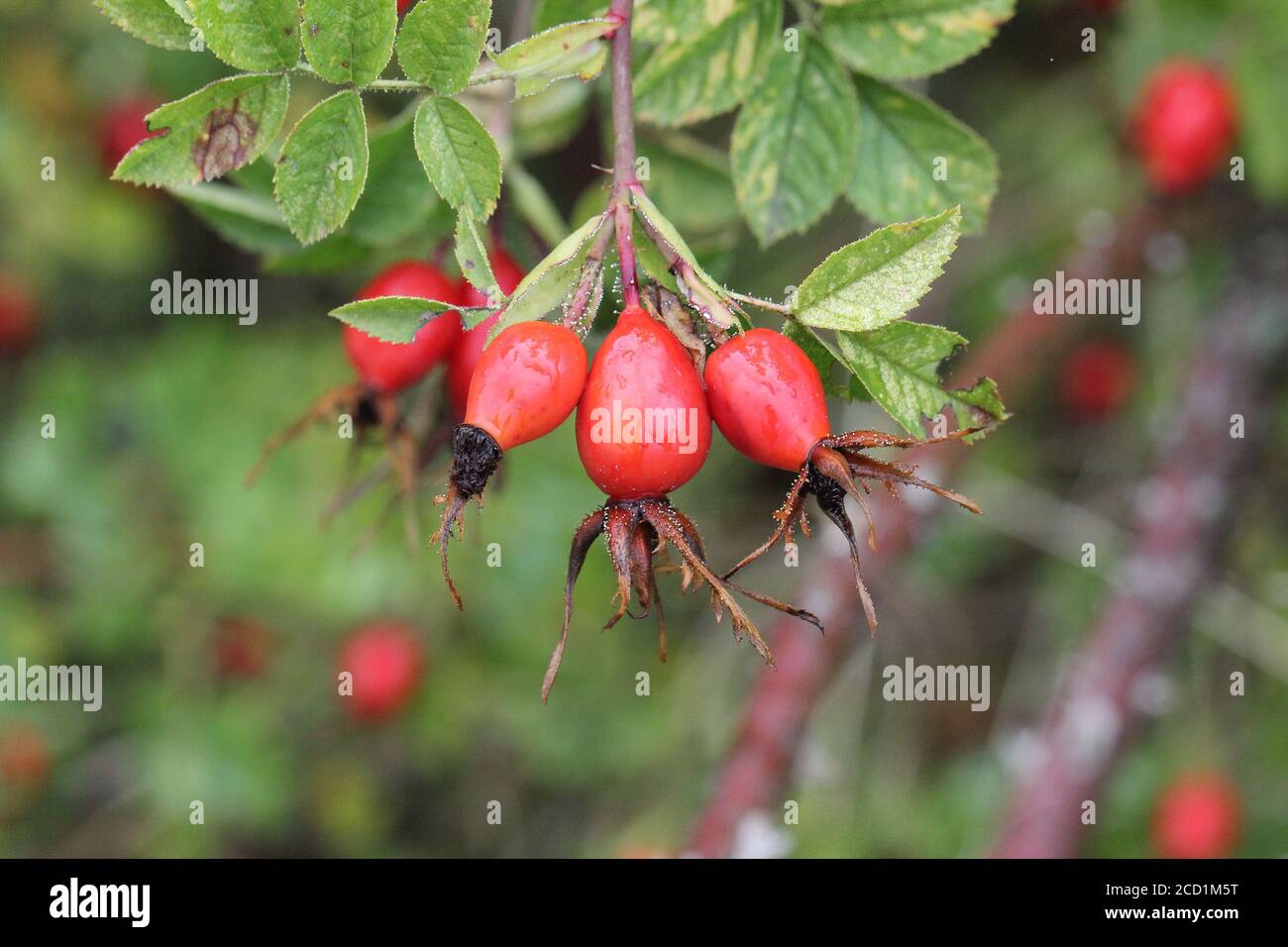 Closeup of red rose hips ripen on the bush Stock Photo - Alamy