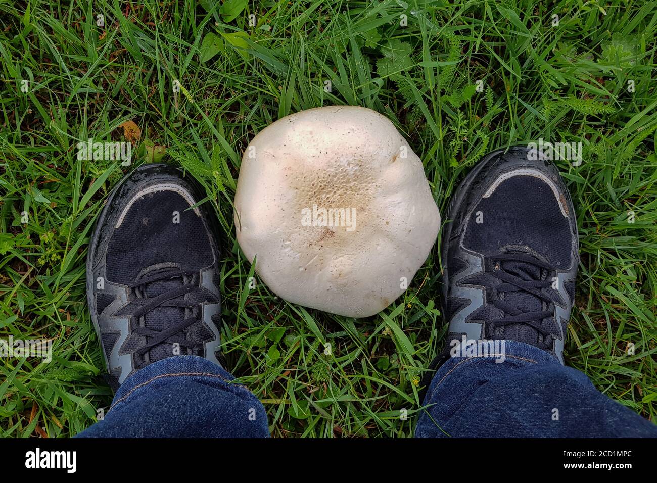 Top view of Puffball mushroom at the feet of the mushroom picker Stock ...