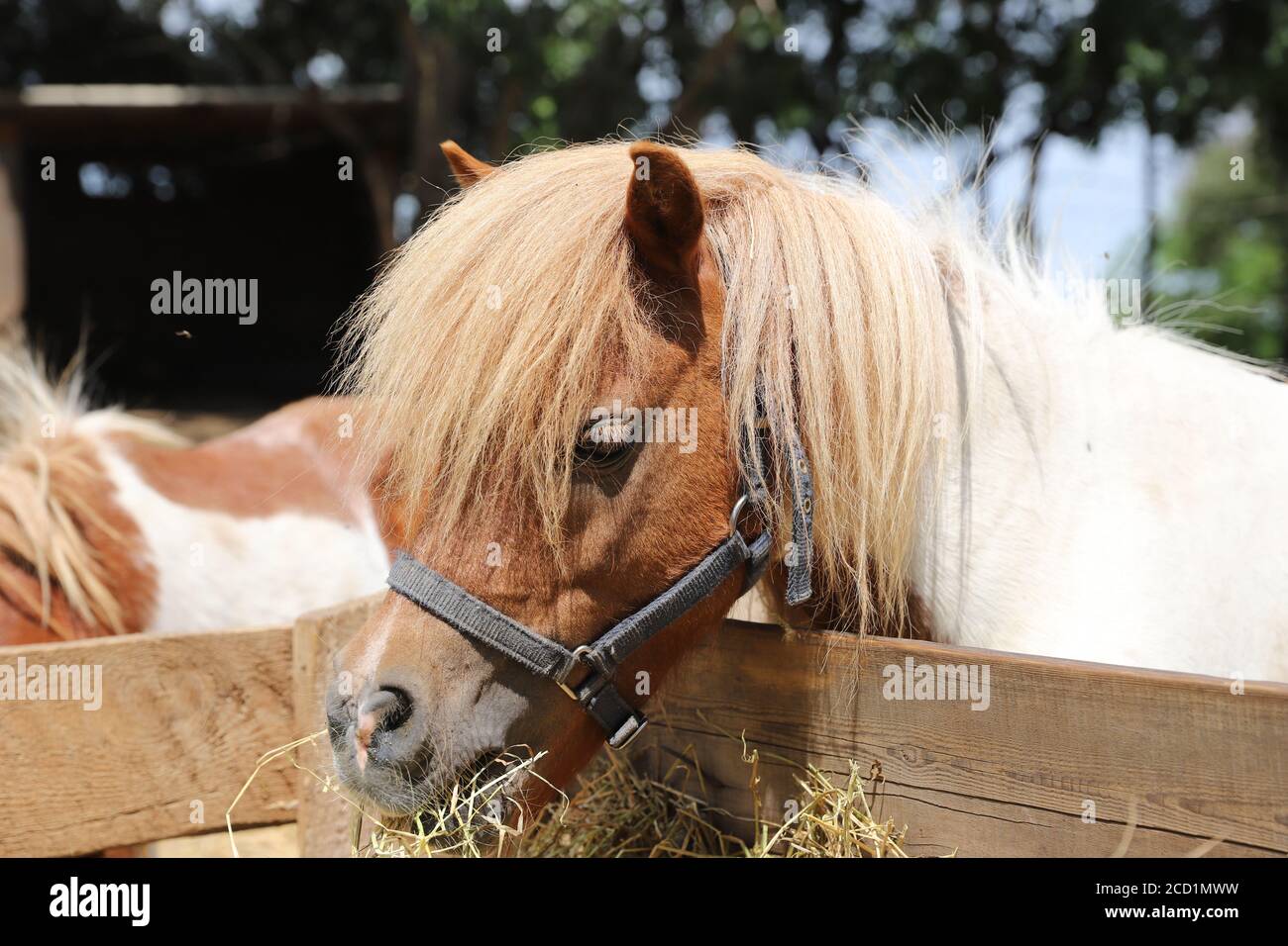 Pony horse stands in summer corral between the hay which has been laid ...